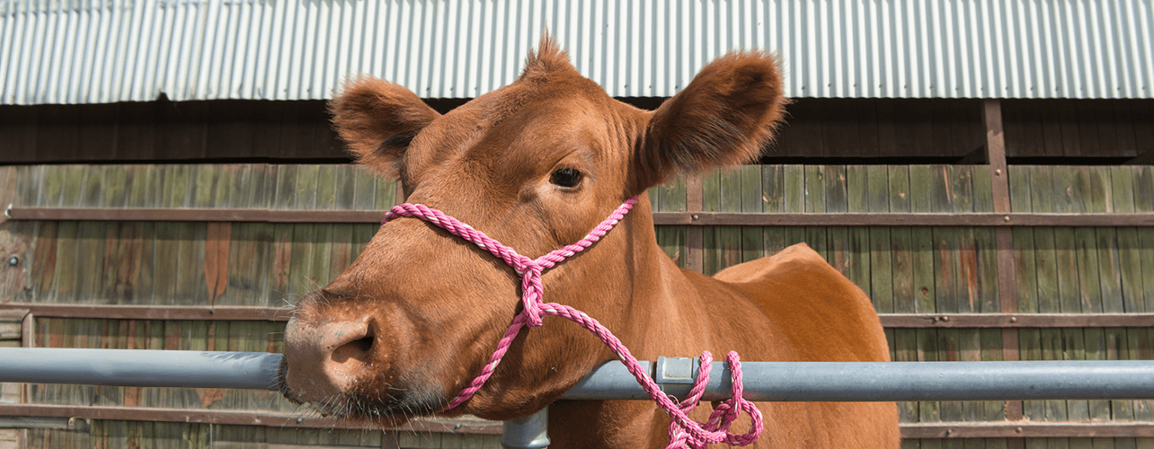Beef Cattle & Led Steers | Royal Adelaide Show